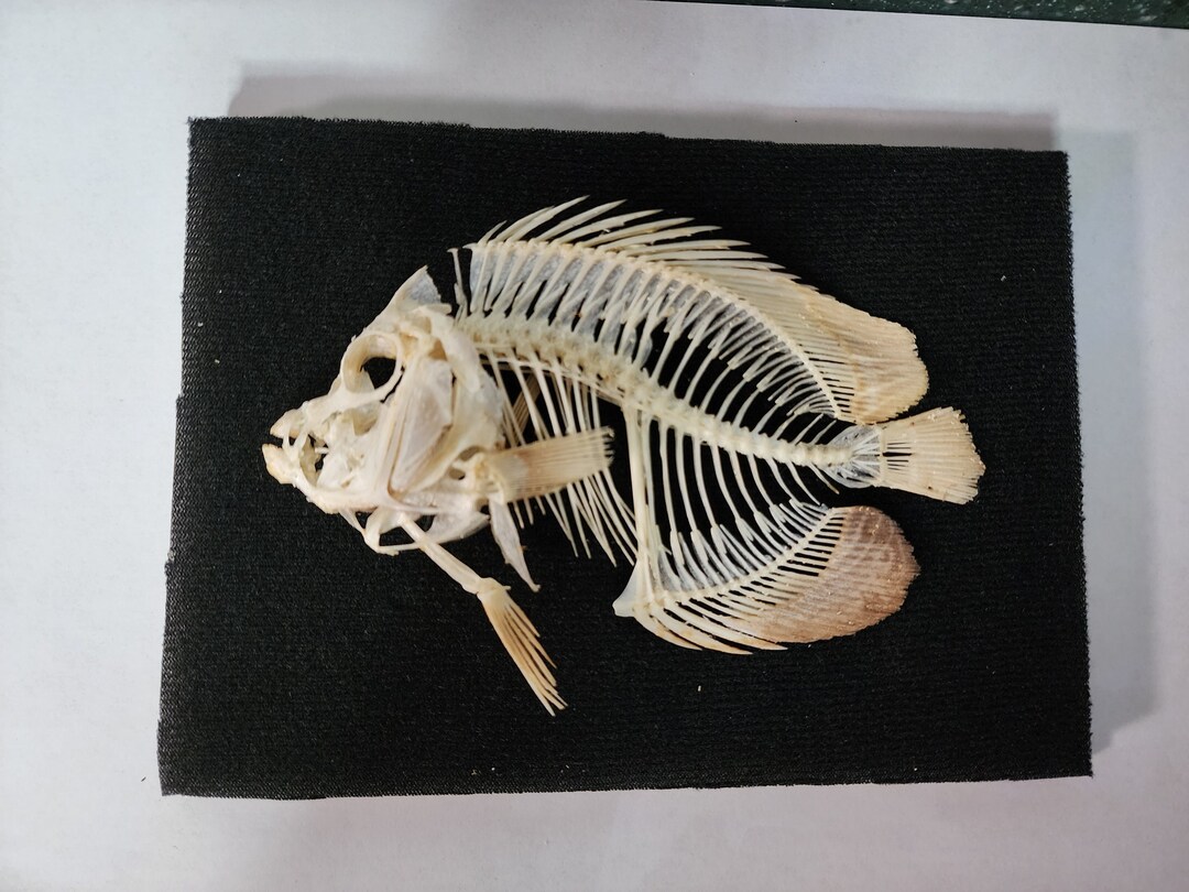 JUST FINISHED Queen Angelfish Fish Skeleton - Etsy