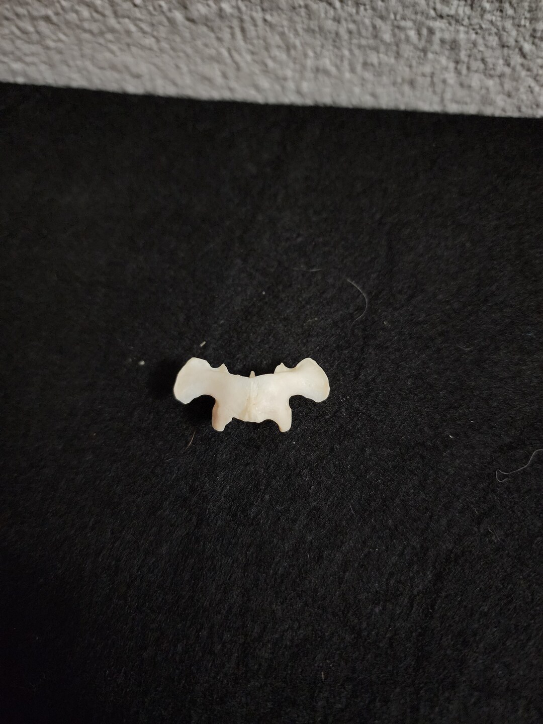 Sylvilagus Floridanus / Rabbit Atlas Vertebrate Butterfly Bone - Etsy