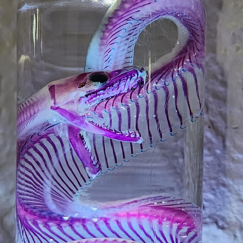 Diaphonization - Etsy