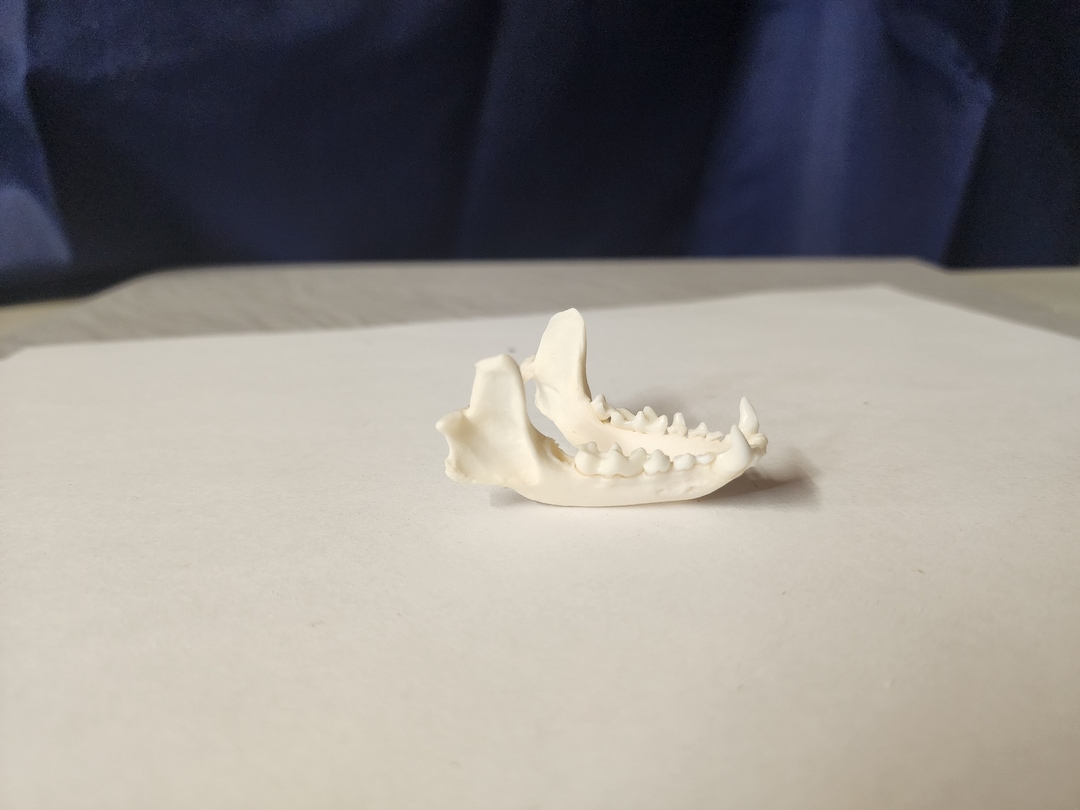 Mephitis Mephitis / Striped Skunk Skull / Lower Jaw ONLY - Etsy