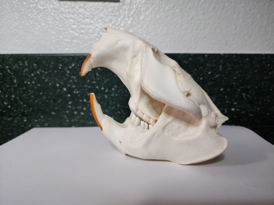 Castor Canadensis / Large Beaver Skull / Grade A - Etsy