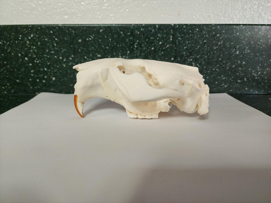 Castor Canadensis / Beaver Skull / Grade B - Etsy