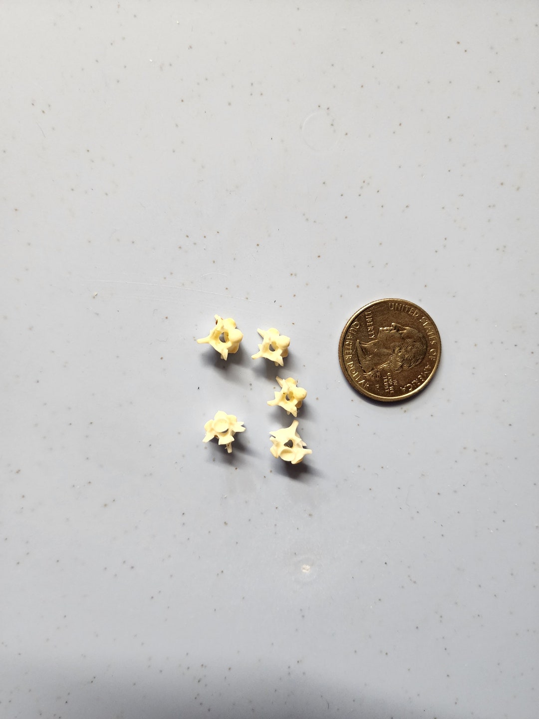 Python Snake Vertebrae / Small Spine Lot of 5 - Etsy