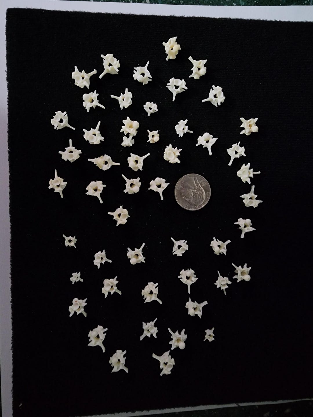 Python Snake Vertebrae / Small Medium Spine Lot of 50 - Etsy