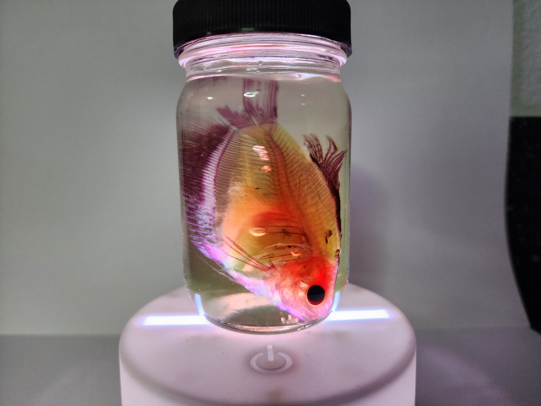 JUST FINISHED Wet Specimen Diaphonized Gourami Fish - Etsy