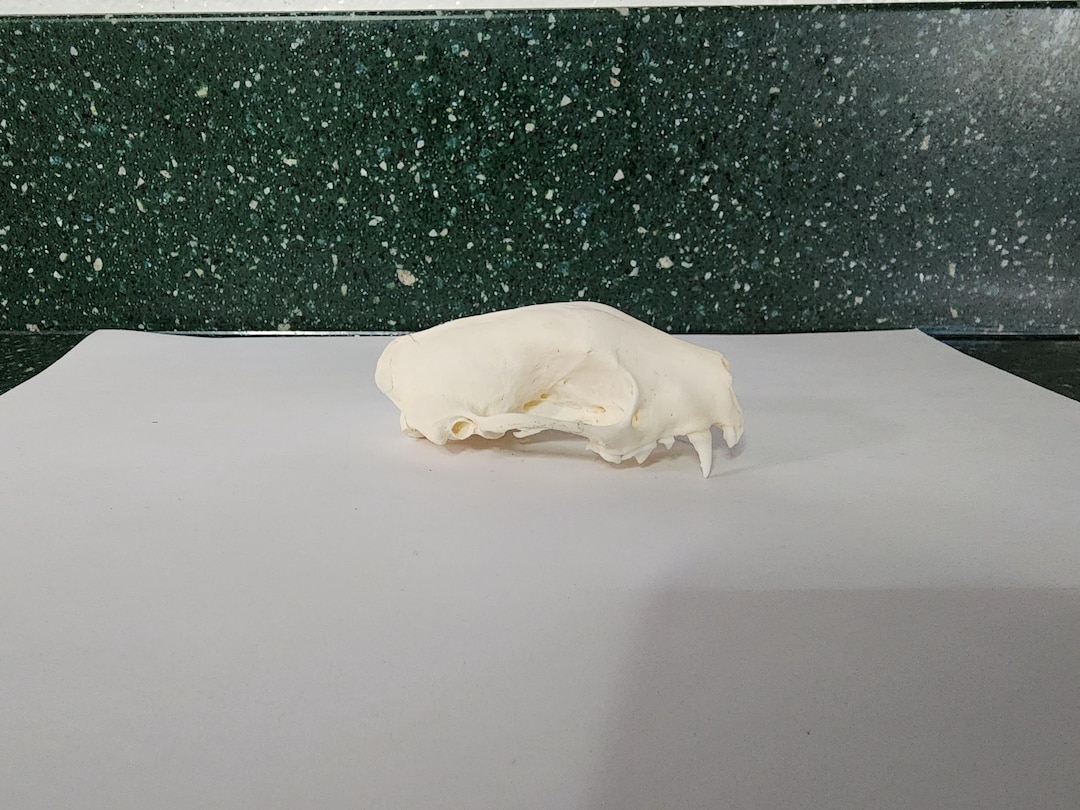 Mephitis Mephitis / Striped Skunk Skull / Grade B - Etsy