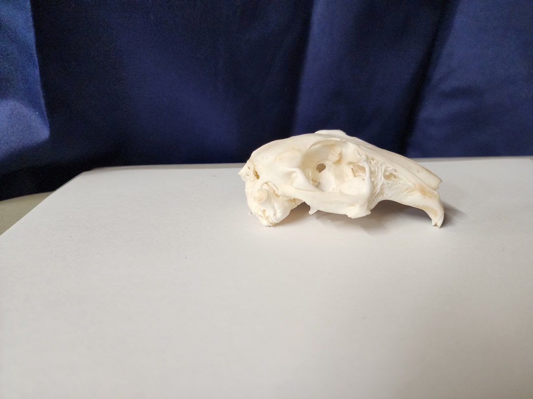 Sylvilagus Floridanus / Eastern Cottontail Rabbit Skull / - Etsy