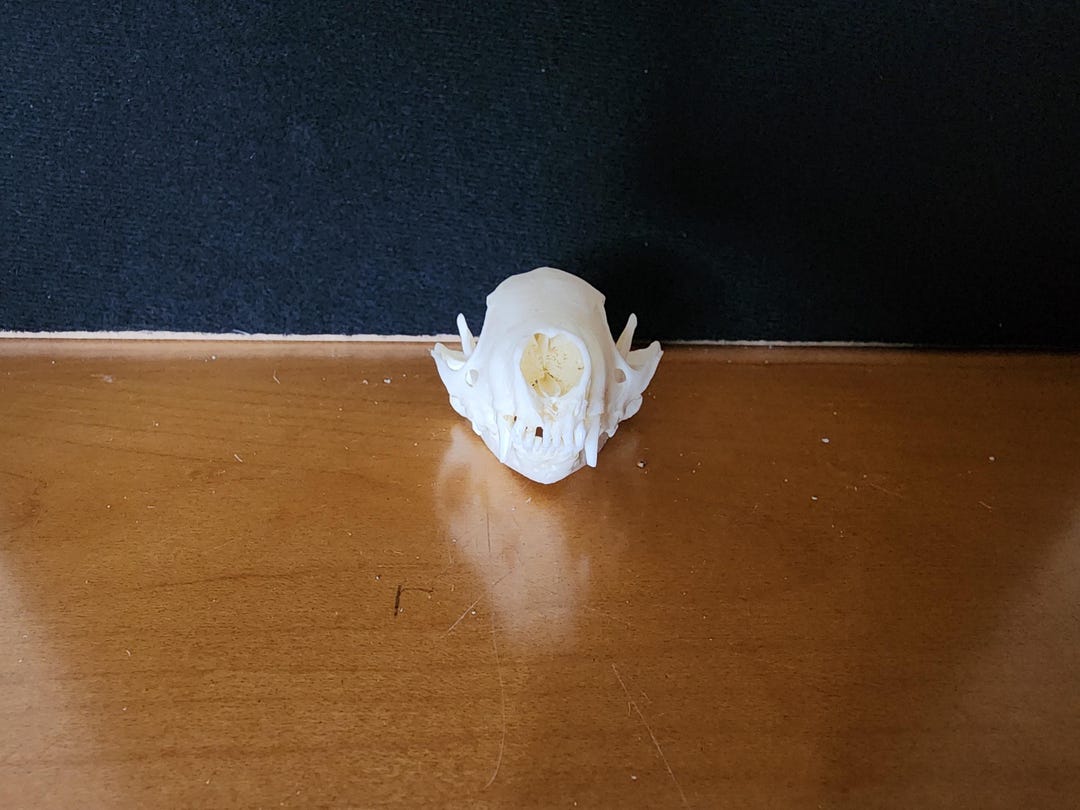 Mephitis Mephitis / Striped Skunk Skull / Grade B - Etsy