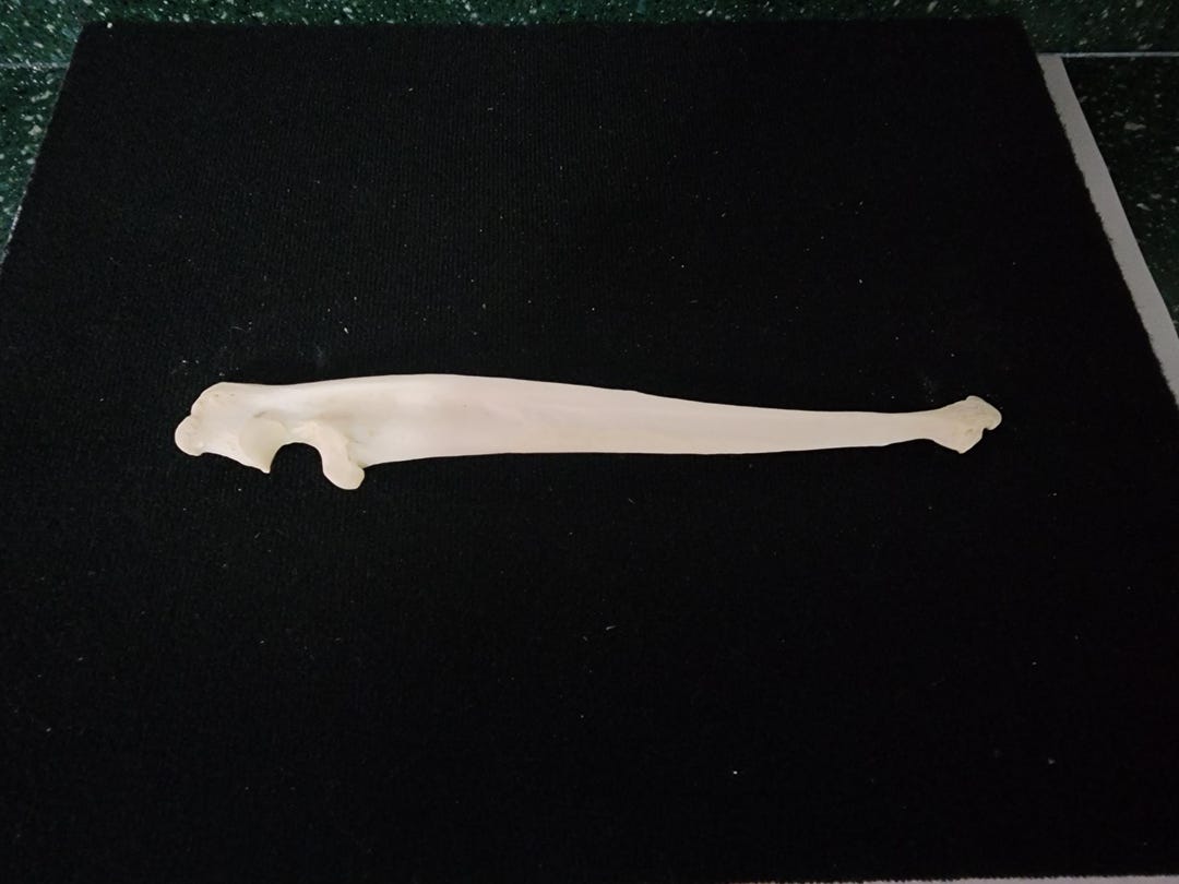 Canis Latrans / Coyote Ulna Leg Bone - Etsy