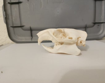 Marmota Monax / Woodchuck or Groundhog Skull / Grade A - Etsy