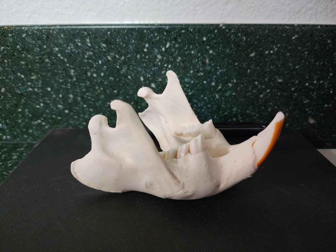 Castor Canadensis / Beaver Skull / Lower Jaw ONLY - Etsy