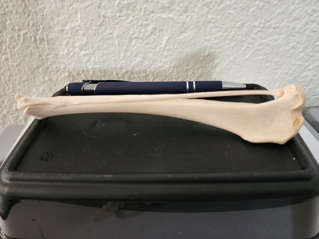 Canis Latrans / Coyote Tibia Leg Bone - Etsy