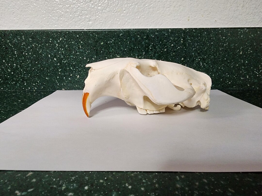 Castor Canadensis / Beaver Skull / Grade B - Etsy