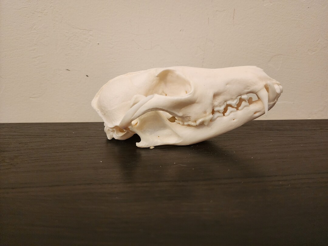 Vulpes Vulpes / Red Fox Skull / Grade B - Etsy