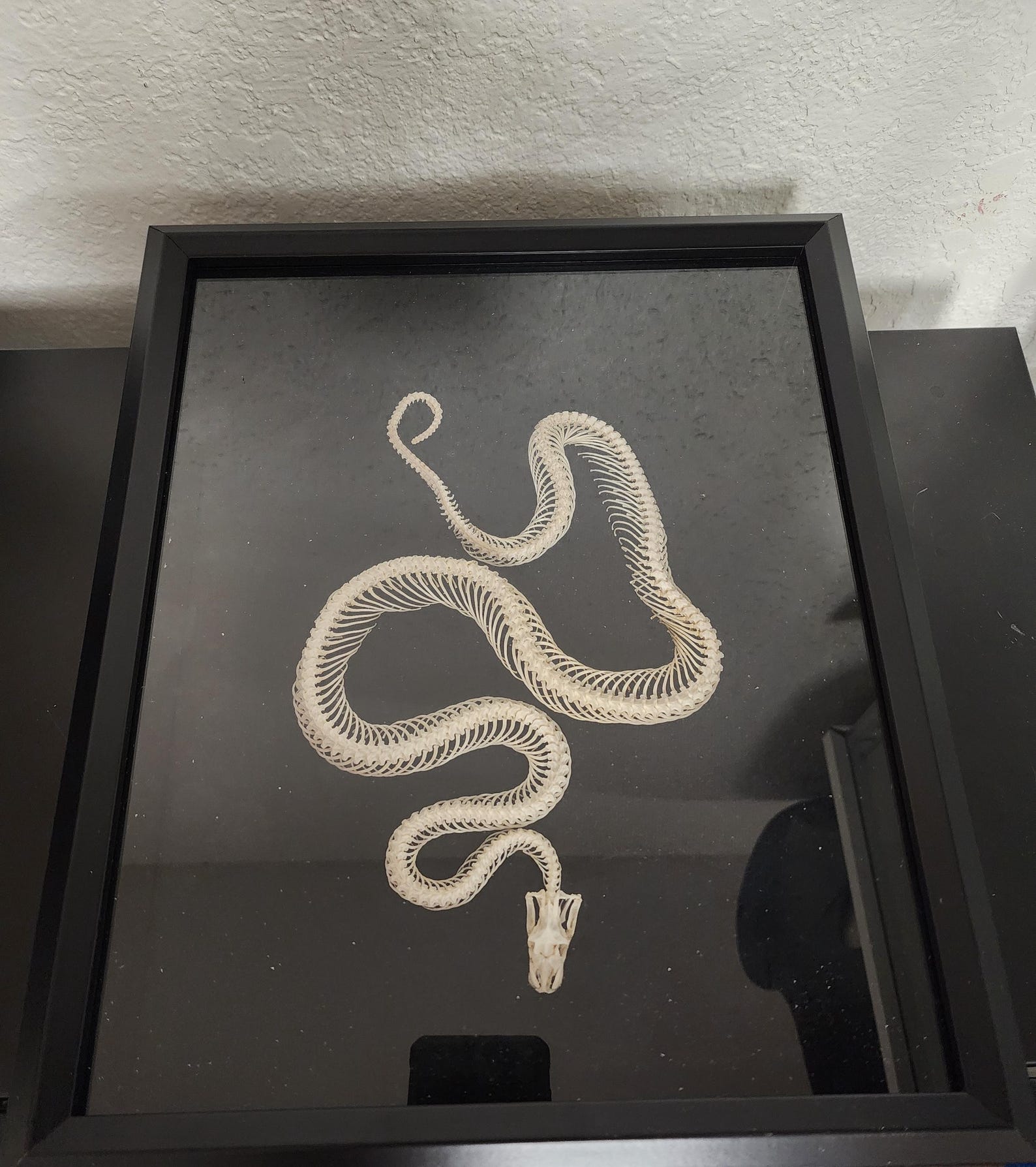 JUST FINISHED Solomon Island Tree Boa Snake Skeleton - Etsy