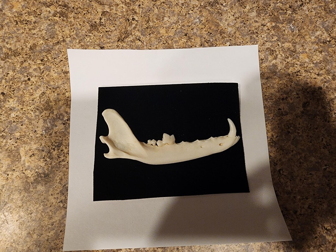 Vulpes Vulpes / Red Fox Skull / Discount Jaw Mandible Only - Etsy
