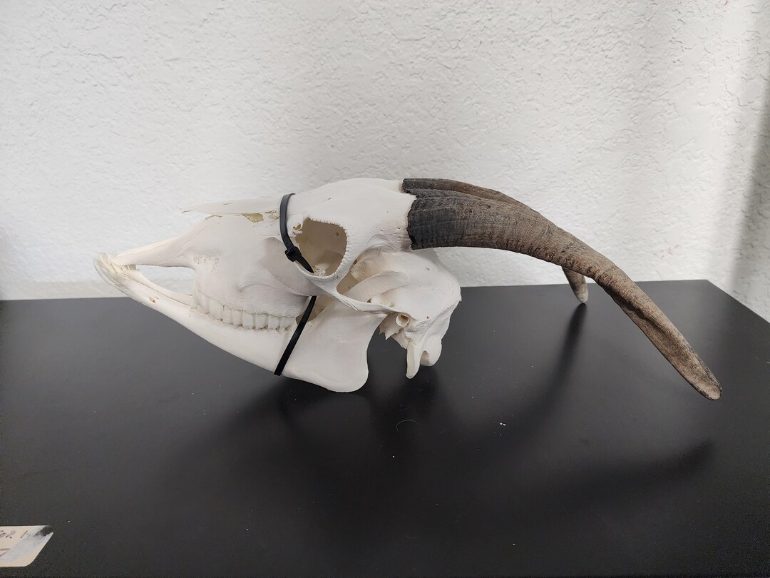 Capra Hircus / EXTRA LARGE XL Huge Goat Skull / Grade A - Etsy