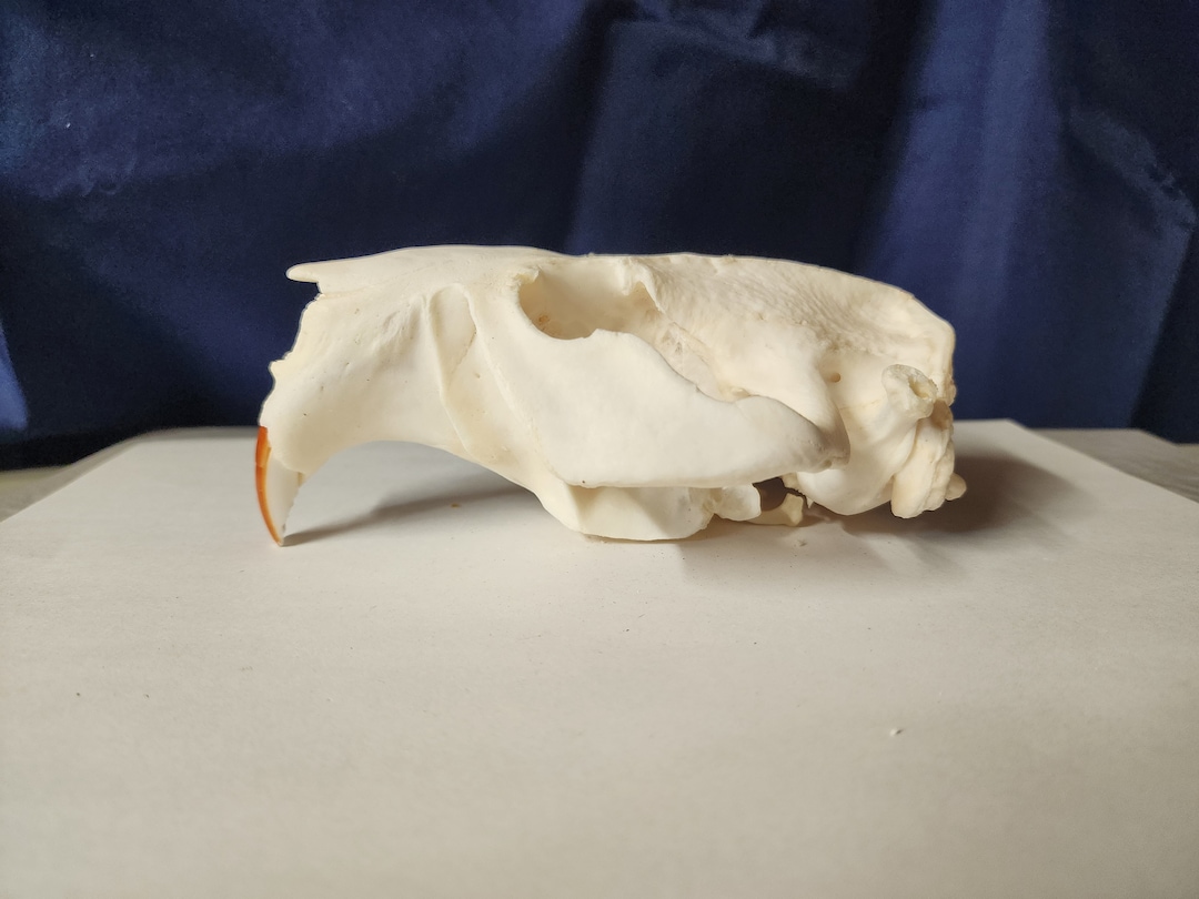 Castor Canadensis / XL Huge Large Beaver Skull / Grade B - Etsy