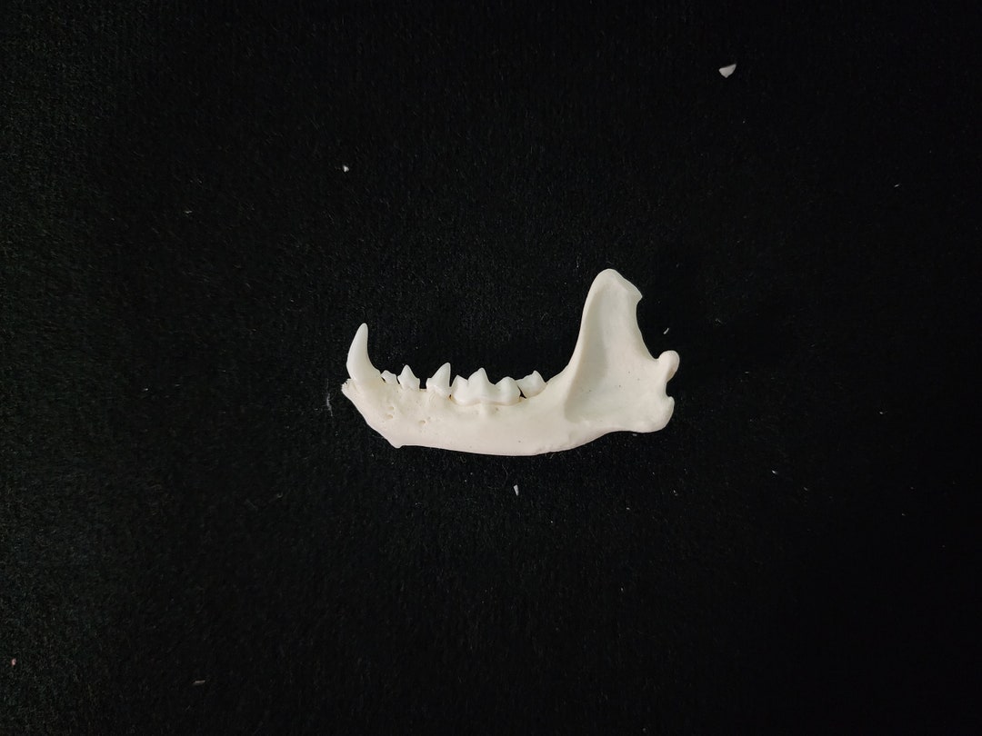 Mephitis Mephitis / Striped Skunk Skull / Discount Jaw Mandible ONLY - Etsy