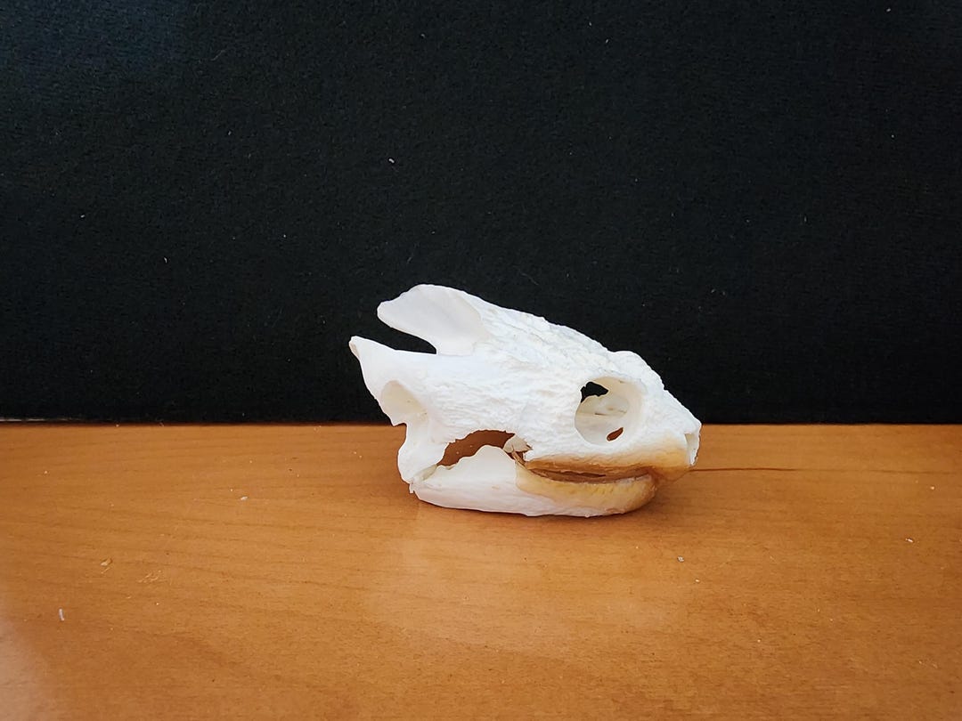 Chelydra Serpentina / Snapping Turtle Skull / Grade A - Etsy