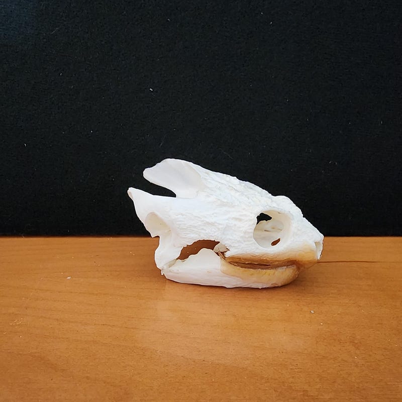 Snapping Turtle - Etsy