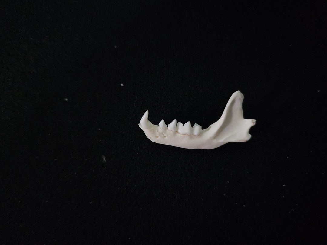 Mephitis Mephitis / Striped Skunk Skull / Discount Jaw Mandible ONLY - Etsy
