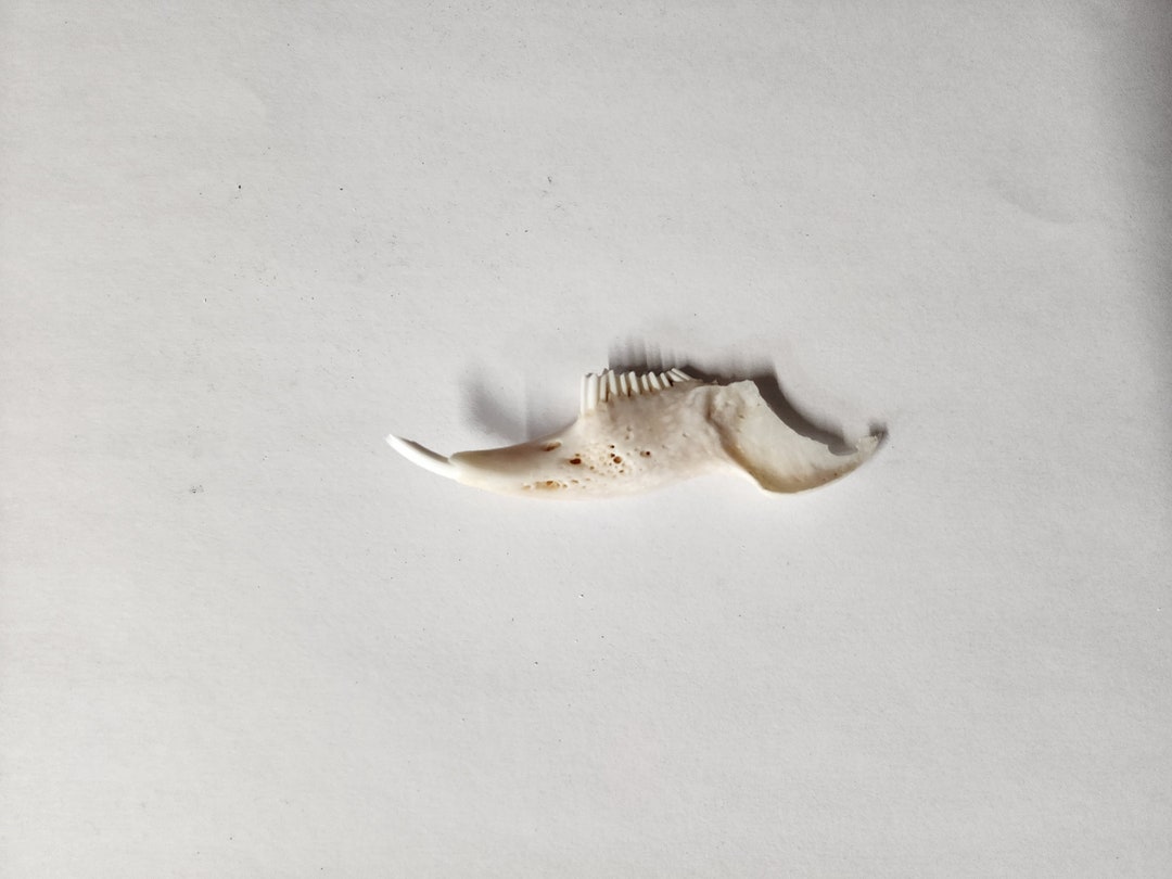 Sylvilagus Floridanus / Eastern Cottontail Rabbit Skull / Discount Jaw ...