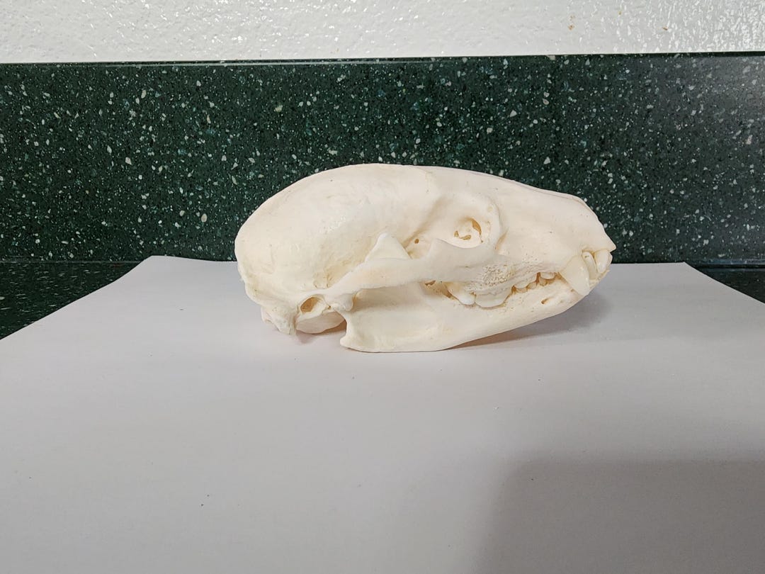 Taxidea Taxus / American Badger Skull / Grade B - Etsy