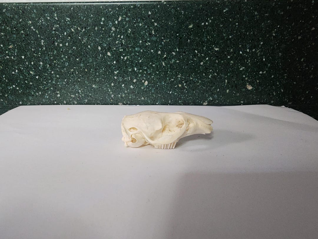 Ondatra Zibethicus / Muskrat Skull / Grade B - Etsy