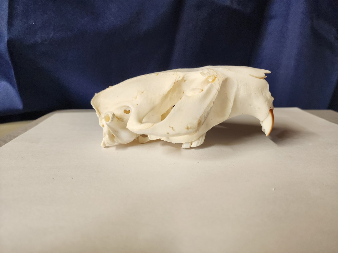 Castor Canadensis / Beaver Skull / Grade B - Etsy