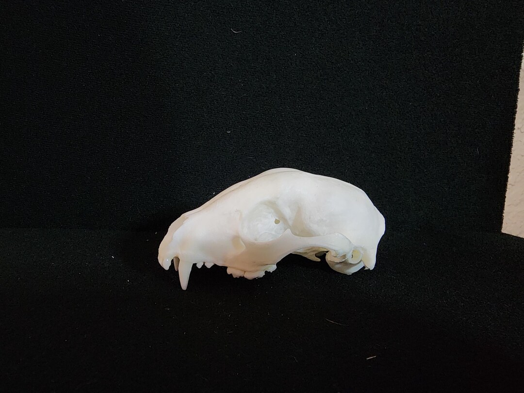 Procyon Lotor / Raccoon Skull / Grade B - Etsy