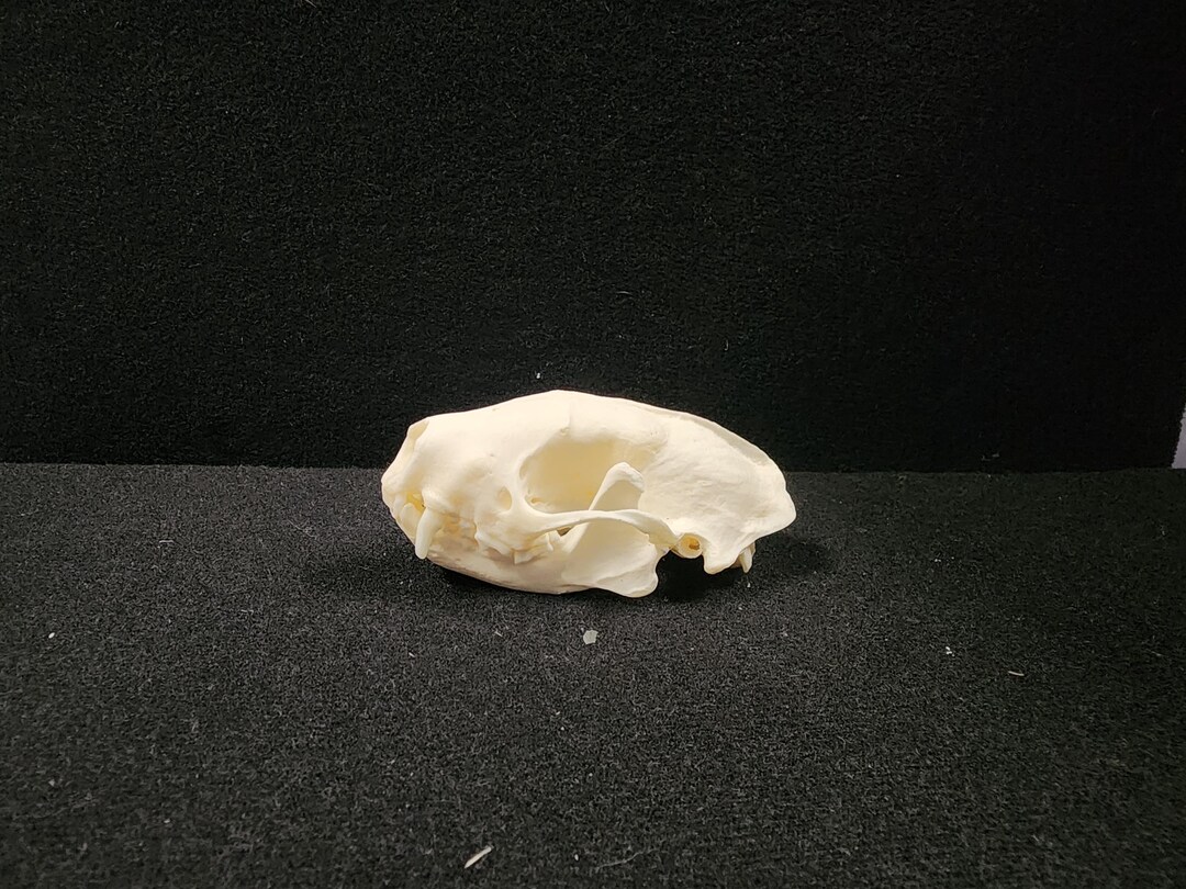 Mephitis Mephitis / Striped Skunk Skull / Grade B - Etsy
