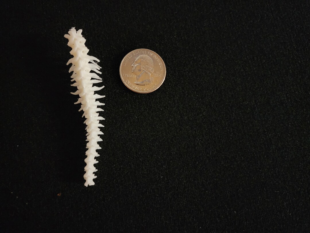 Articulated Ball Python Snake Skeleton Tail Only - Etsy