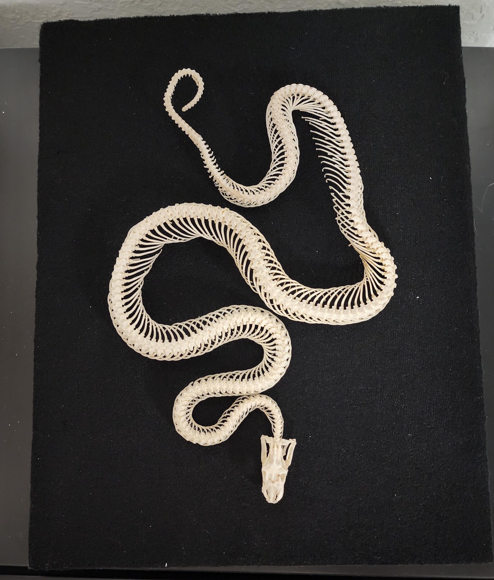 JUST FINISHED Solomon Island Tree Boa Snake Skeleton - Etsy