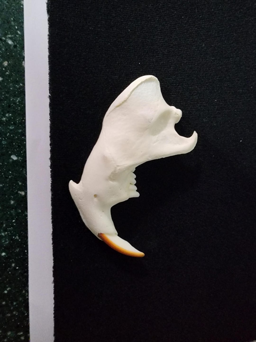 Castor Canadensis / Beaver Skull / Jaw Mandible ONLY - Etsy