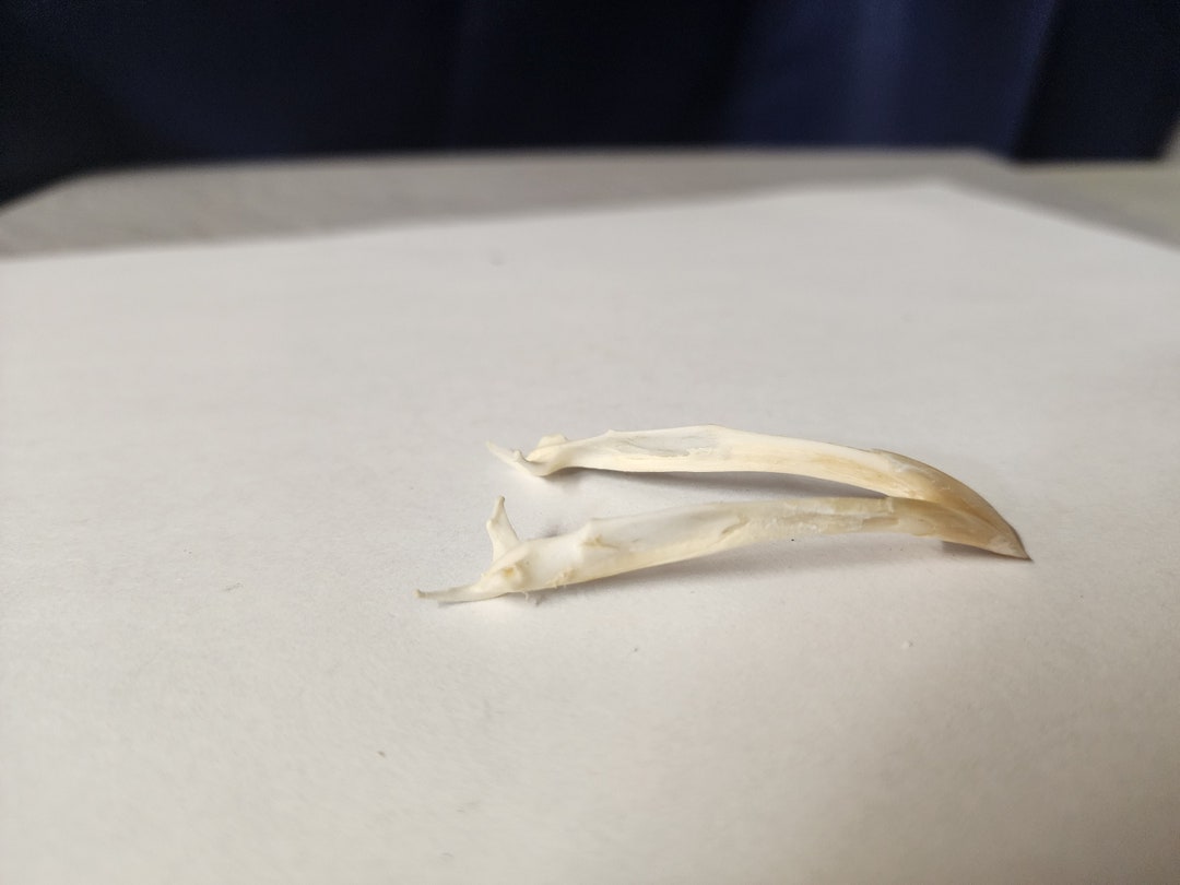 Phasianus Colchicus / Ring-necked Pheasant Bird Skull / LOWER JAW ONLY ...