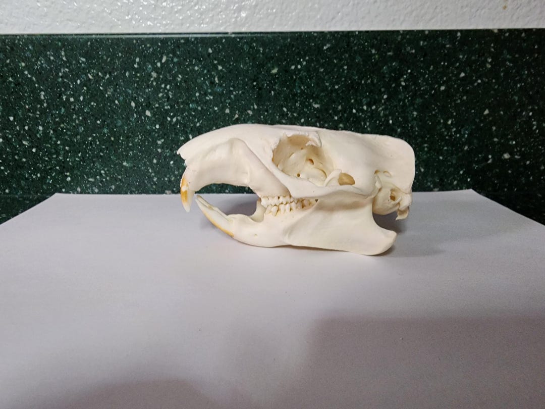 Marmota Monax / Woodchuck or Groundhog Skull / Grade A - Etsy