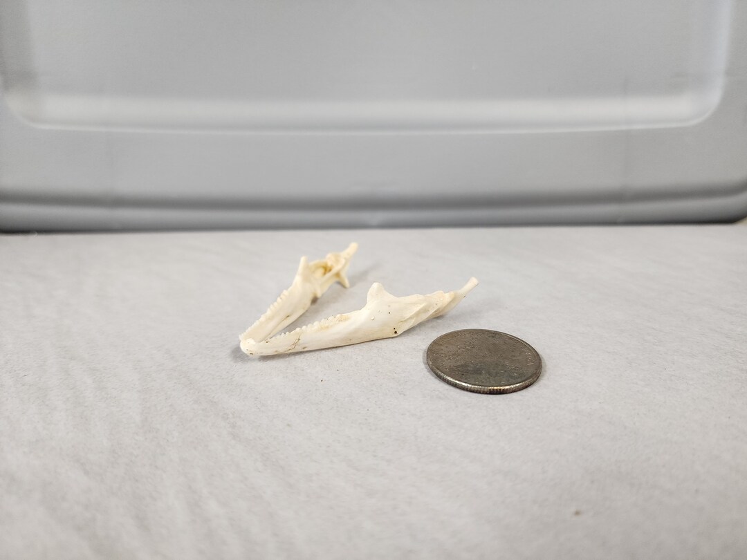 Pogona Vitticeps / Bearded Dragon Lizard Skull / Grade B Lower Jaw ONLY ...