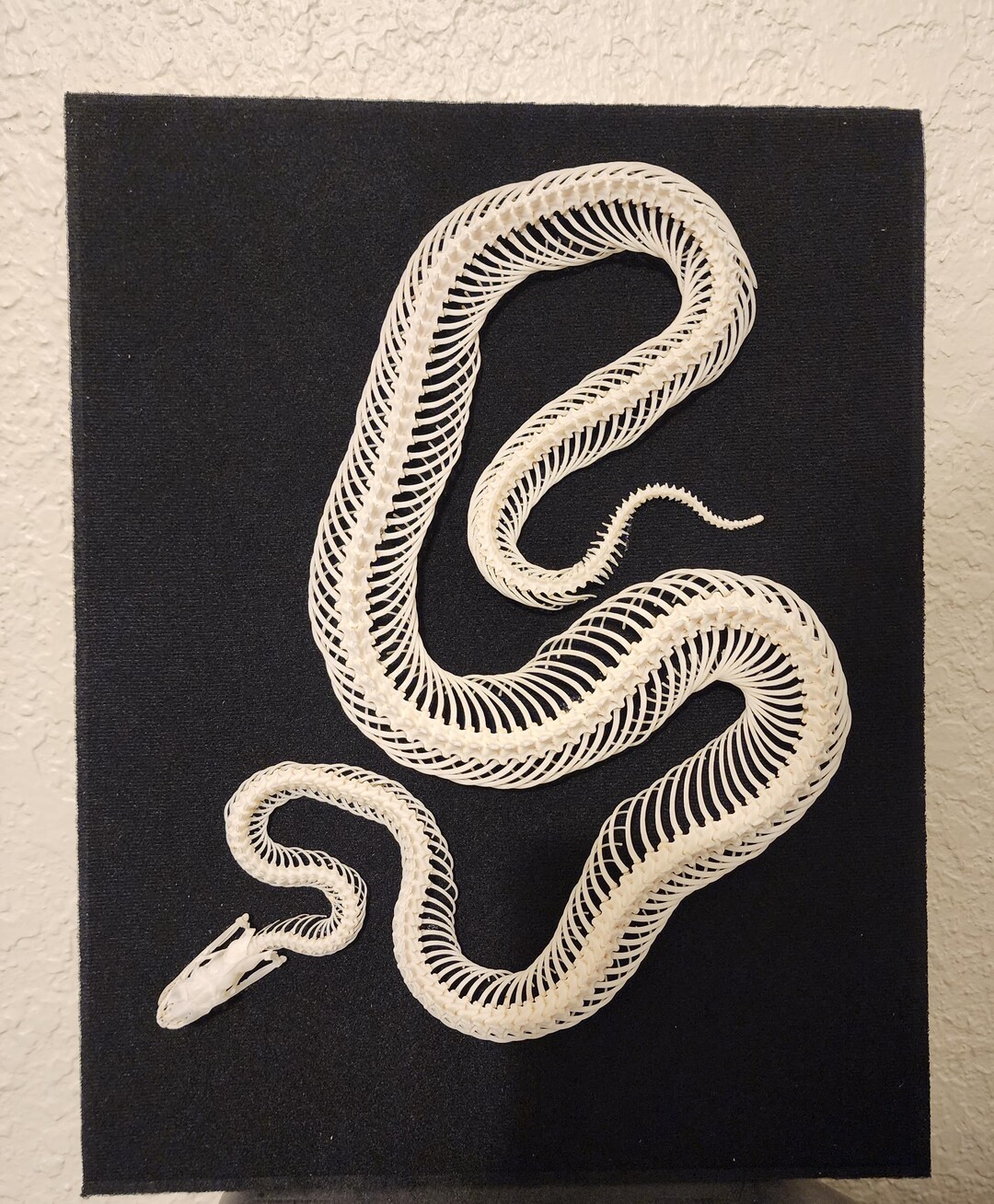 JUST FINISHED Large Ball Python Snake Skeleton - Etsy