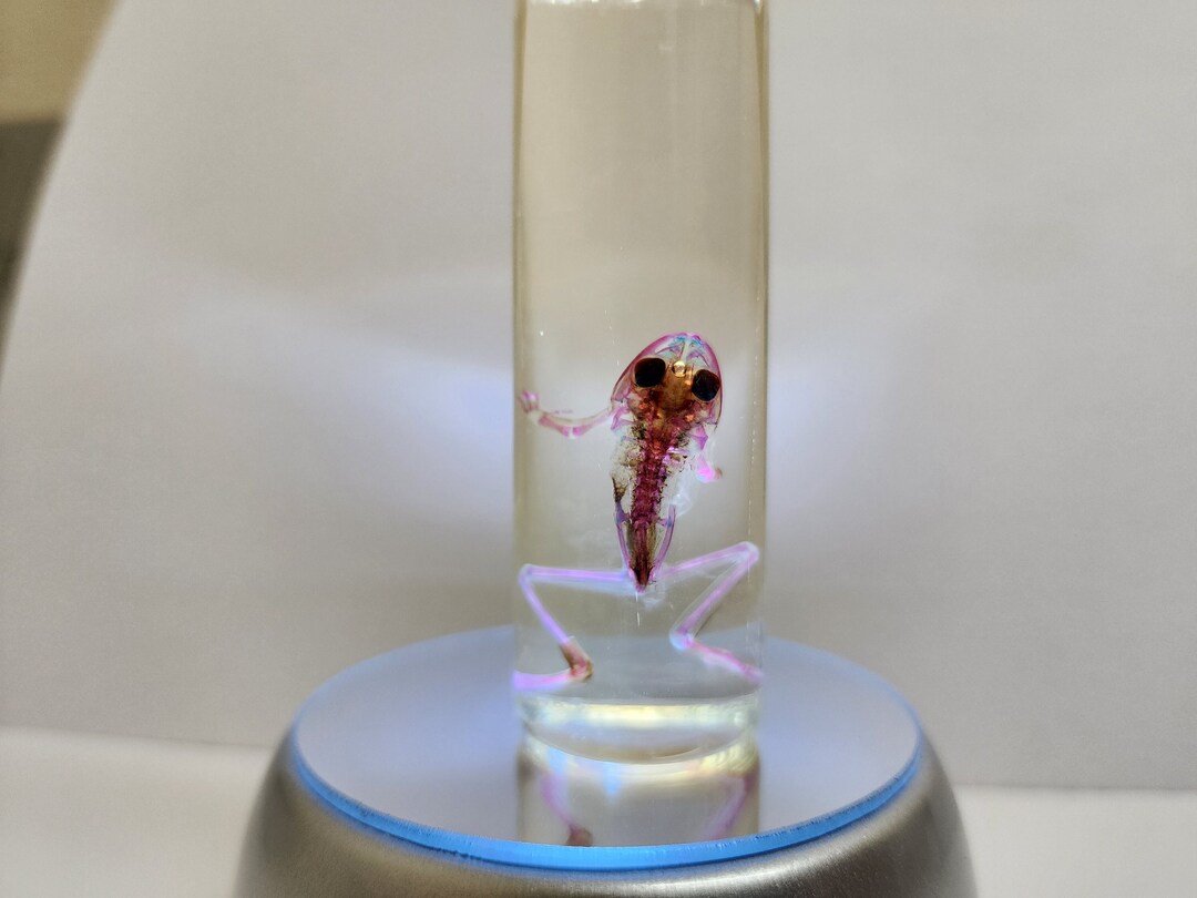 JUST FINISHED Wet Specimen Diaphonized Green Tree Frog - Etsy