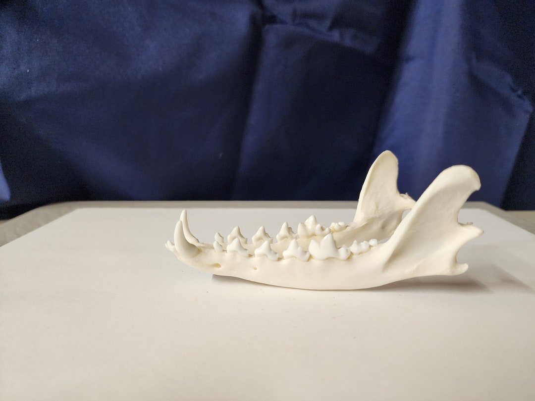 Vulpes Vulpes / Red Fox Skull / Discount Jaw Only - Etsy