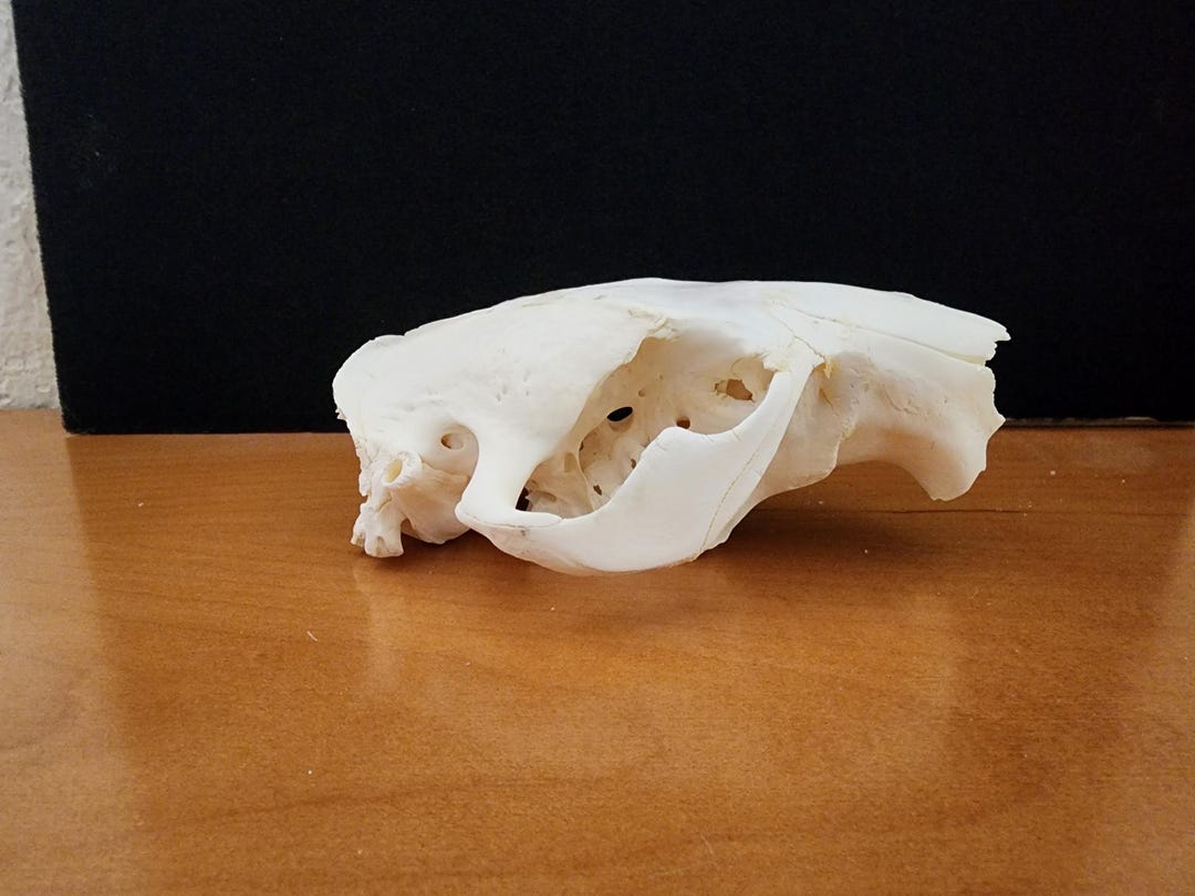 Castor Canadensis / Beaver Skull / Grade B - Etsy