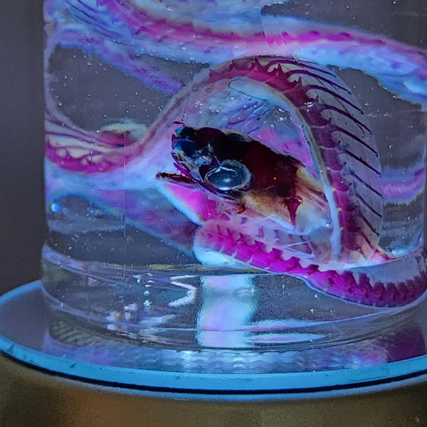 Diaphonization - Etsy