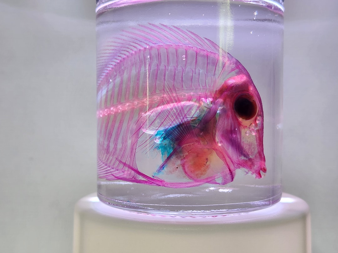 JUST FINISHED Wet Specimen Diaphonized Zebra Tang Fish - Etsy