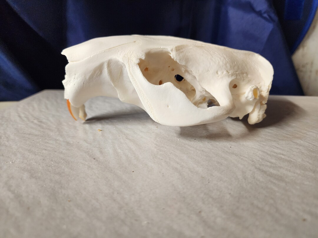 Castor Canadensis / Beaver Skull / Grade B - Etsy