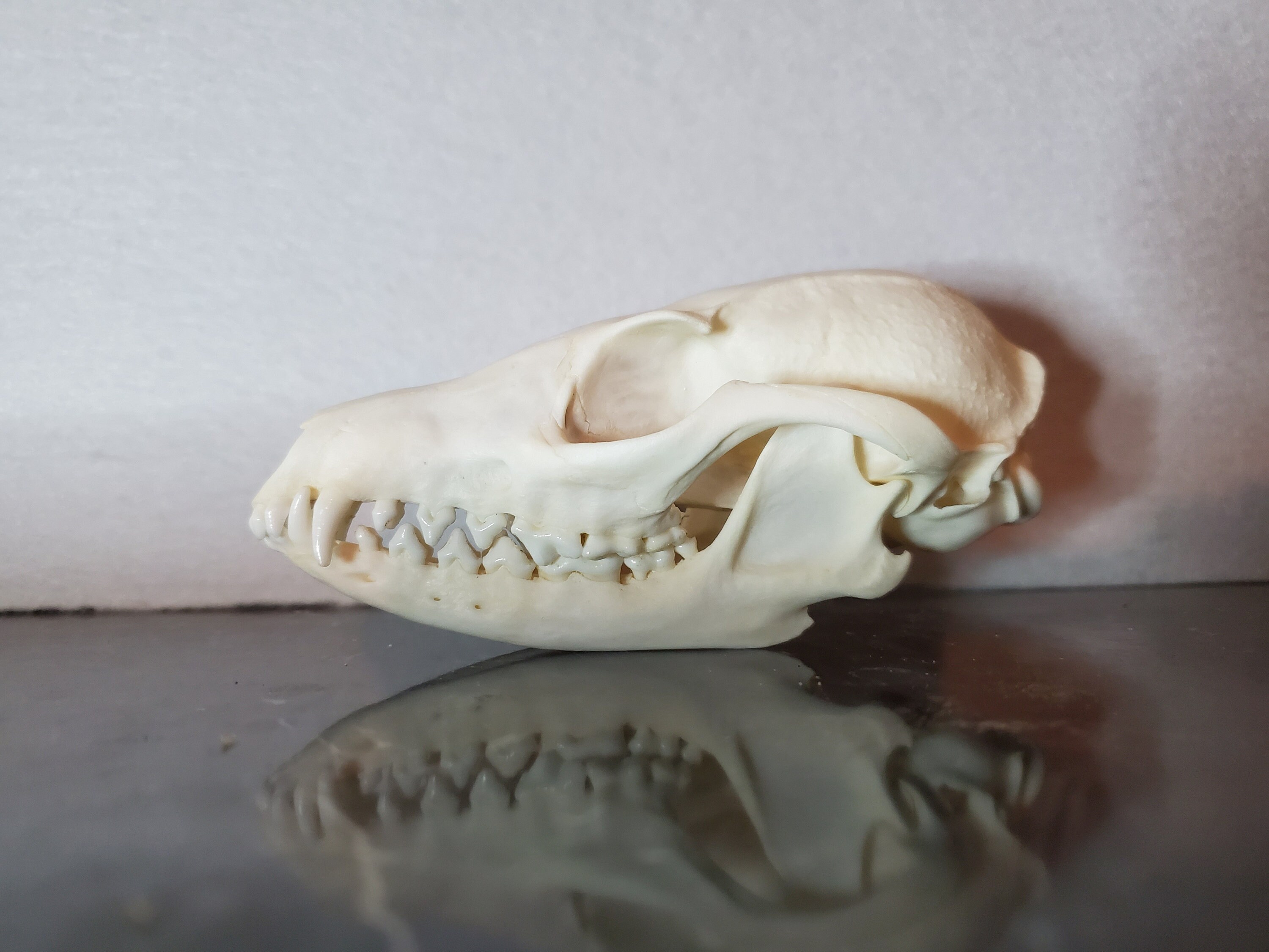 Urocyon Cinereoargenteus Skull