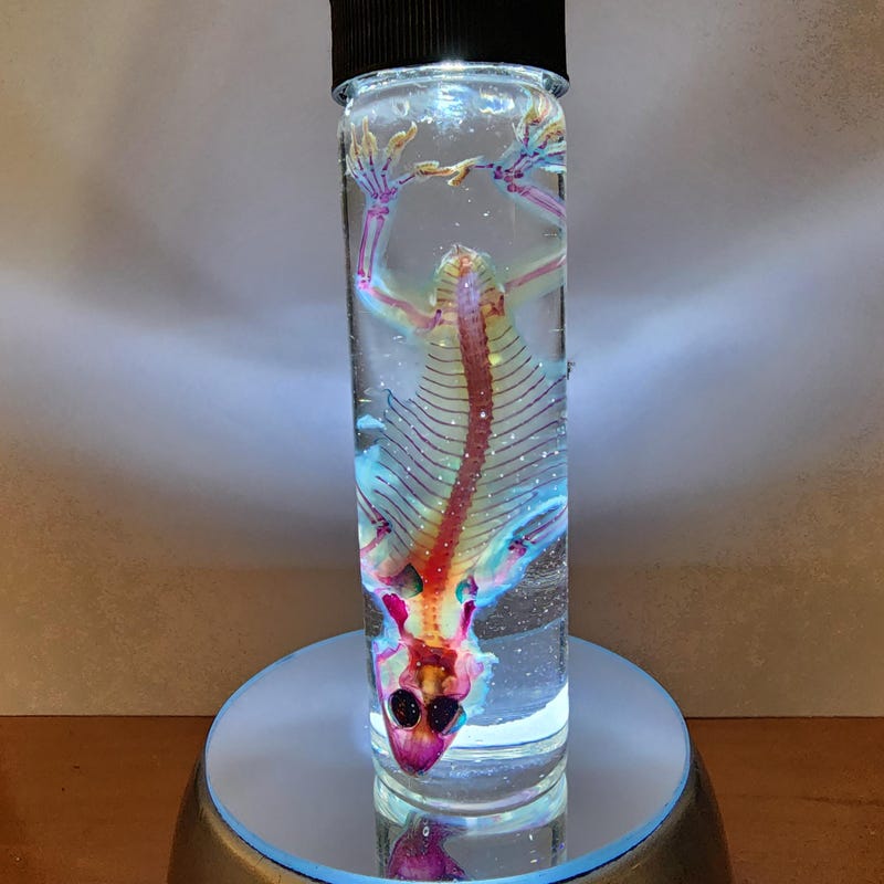 Diaphonization - Etsy