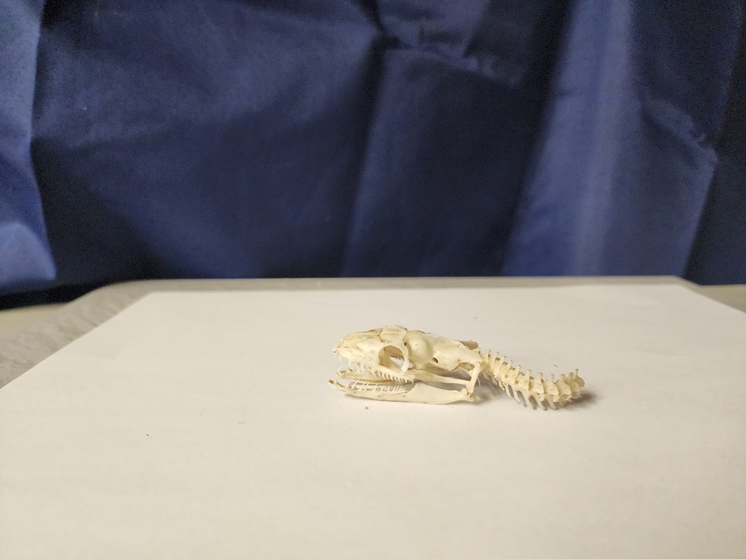 Python Regius / Ball Python Snake Skull / Grade A - Etsy