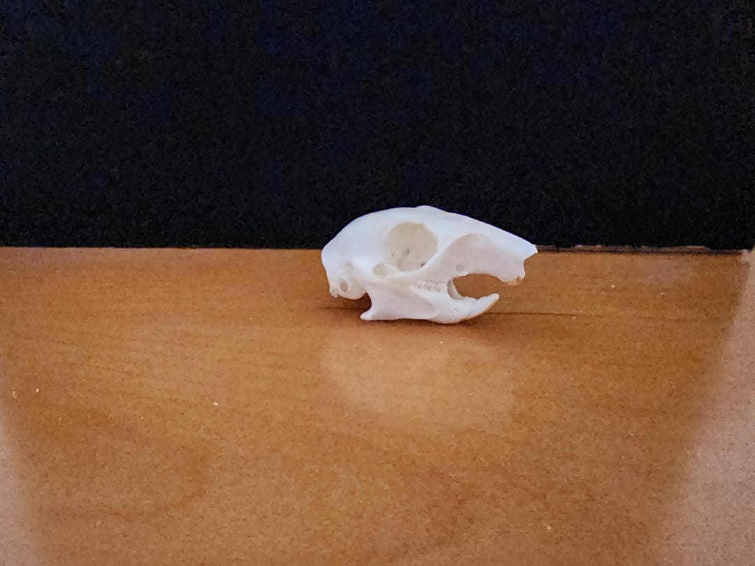 Sciurus Carolinensis / Eastern Gray Squirrel Skull / Grade B - Etsy
