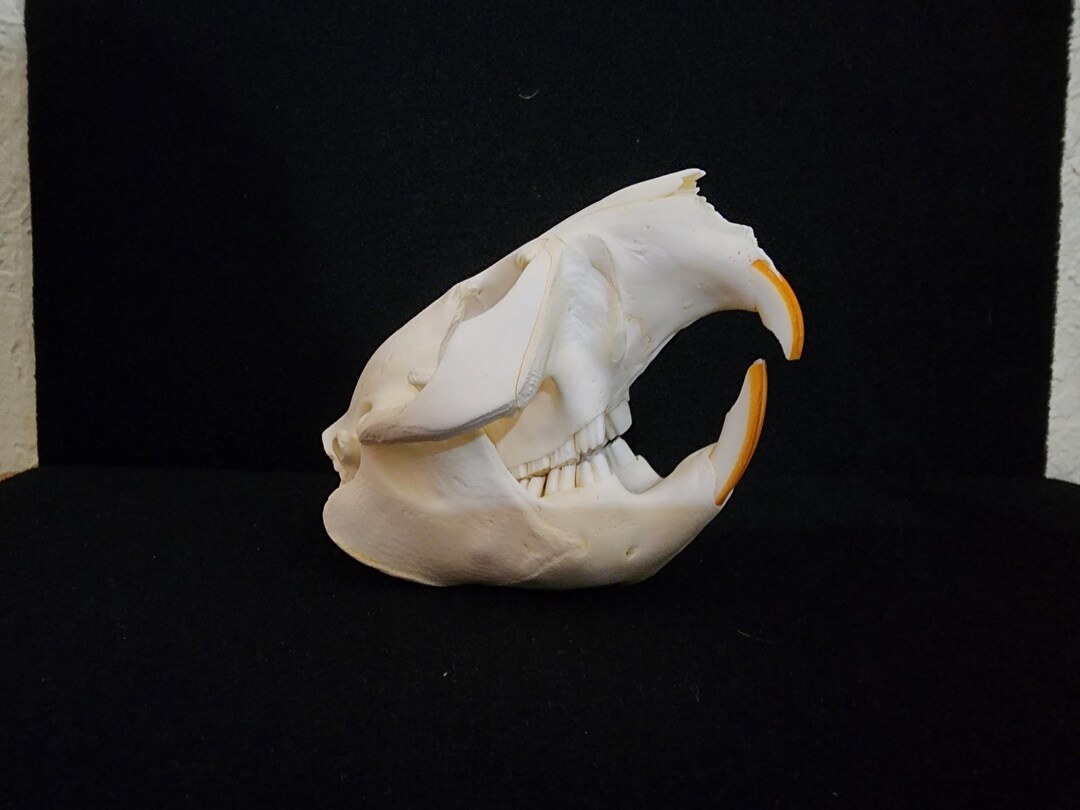 Castor Canadensis / Beaver Skull / Grade A - Etsy